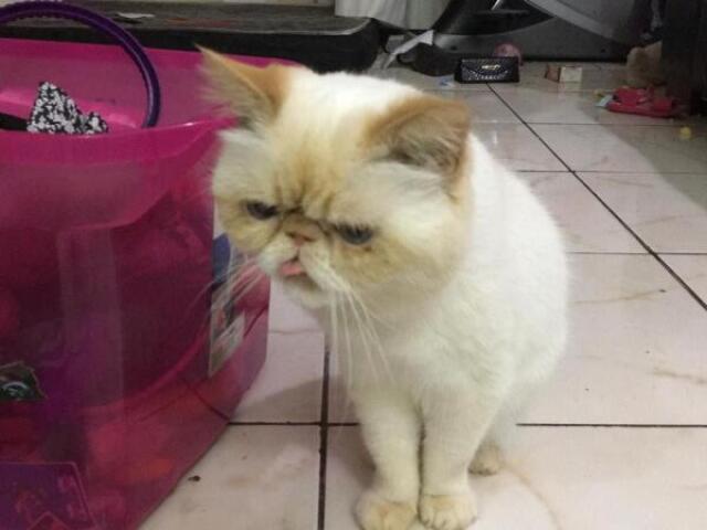 Meu Gato Ele é Muito Fofo Quizur